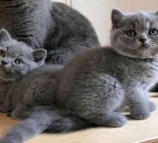 british shorthair kittens